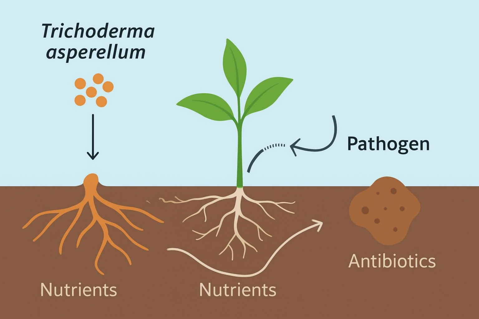 Mengenal Trichoderma Asperellum